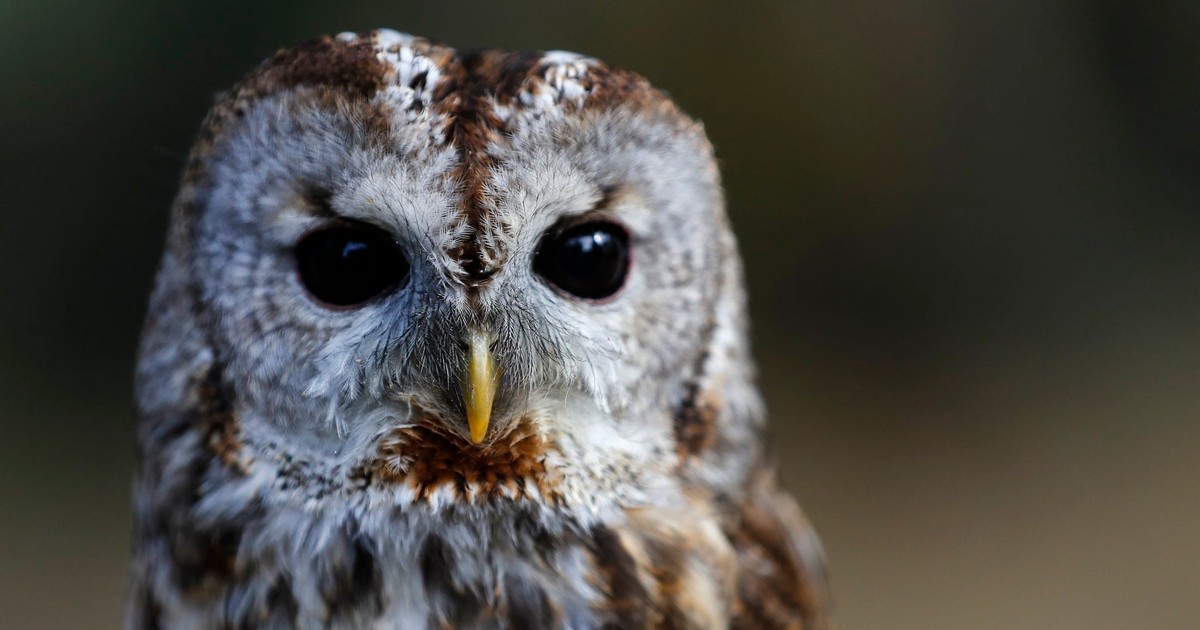 Superb Owl weekend has arrived! Enjoy the fruits of your typo ...
