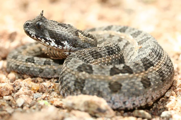 Kenya Horned Snake