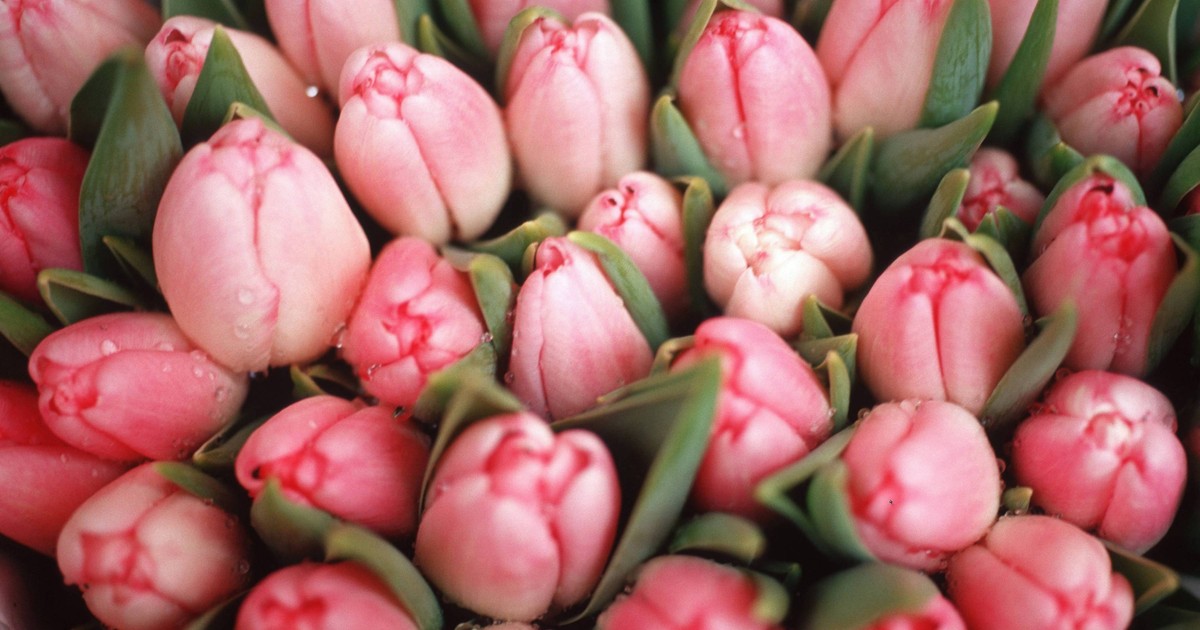 Dzień Kobiet 2025. Najpiękniejsze życzenia i wierszyki - Wiadomości