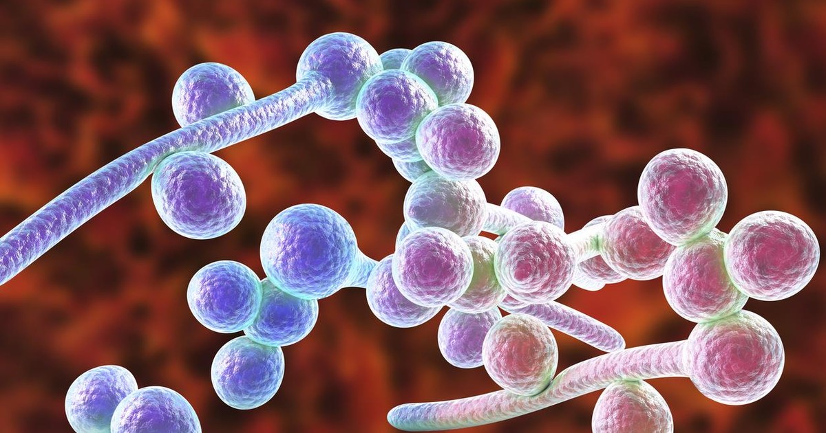 Gynazol - działanie, wskazania, przeciwwskazania, dawkowanie