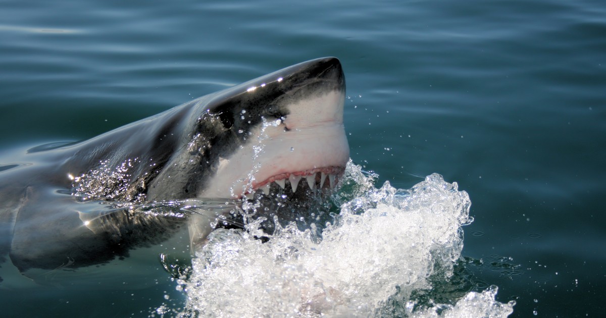 W chorwackim Adriatyku żyją 34 rodzaje rekinów. Które są niebezpieczne?