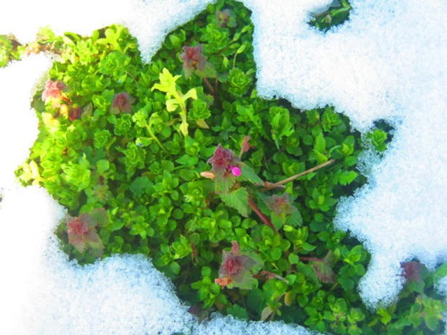 Srbija cveta: Neverovatne slike proleća koje su nam poslali čitaoci od ...