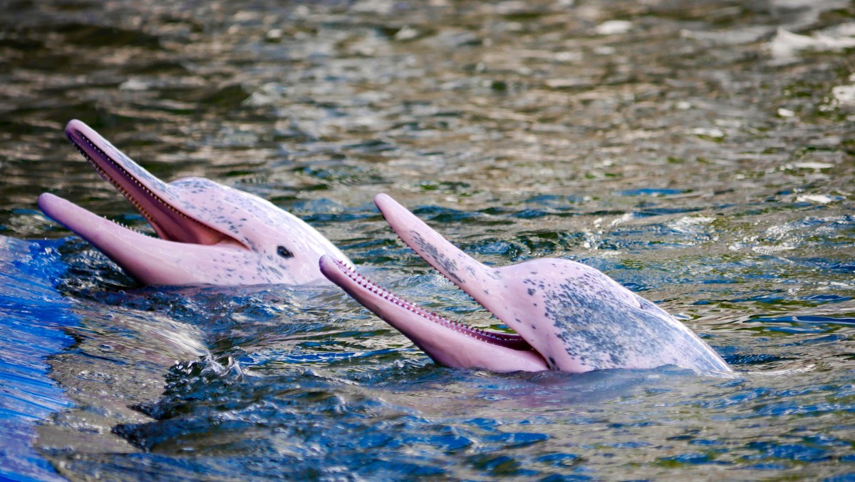 Różowe delfiny wśród ofiar suszy w Amazonii - Podróże