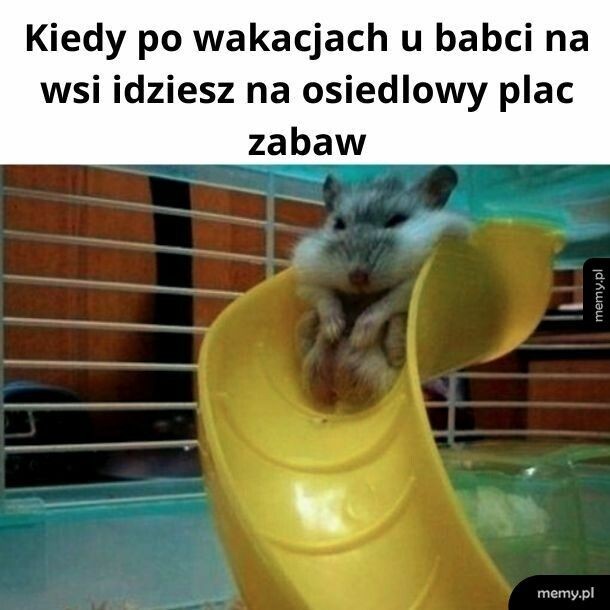Najlepsze memy o wakacjach 2024. Koniecznie zobacz przed urlopem! - Kobieta Najlepsze memy o wakacjach 2024. Koniecznie zobacz przed urlopem! - Kobieta