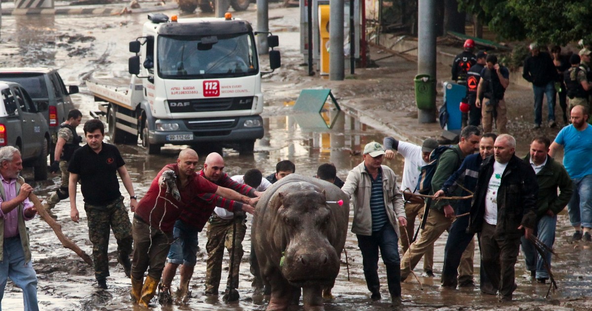 A sea lion escaped the Central Park Zoo and 'explored' after heavy rain ...