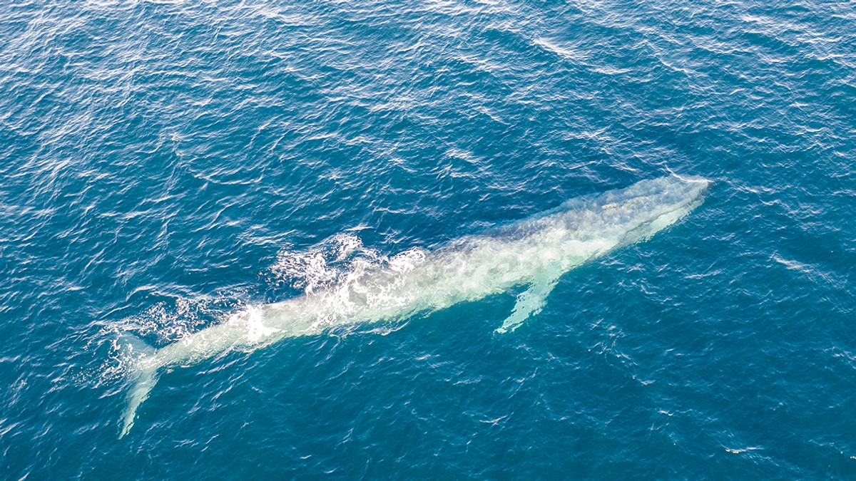 Plavi kitovi se vraćaju u svoje bezbedno tropsko utočište u Indijskom ...