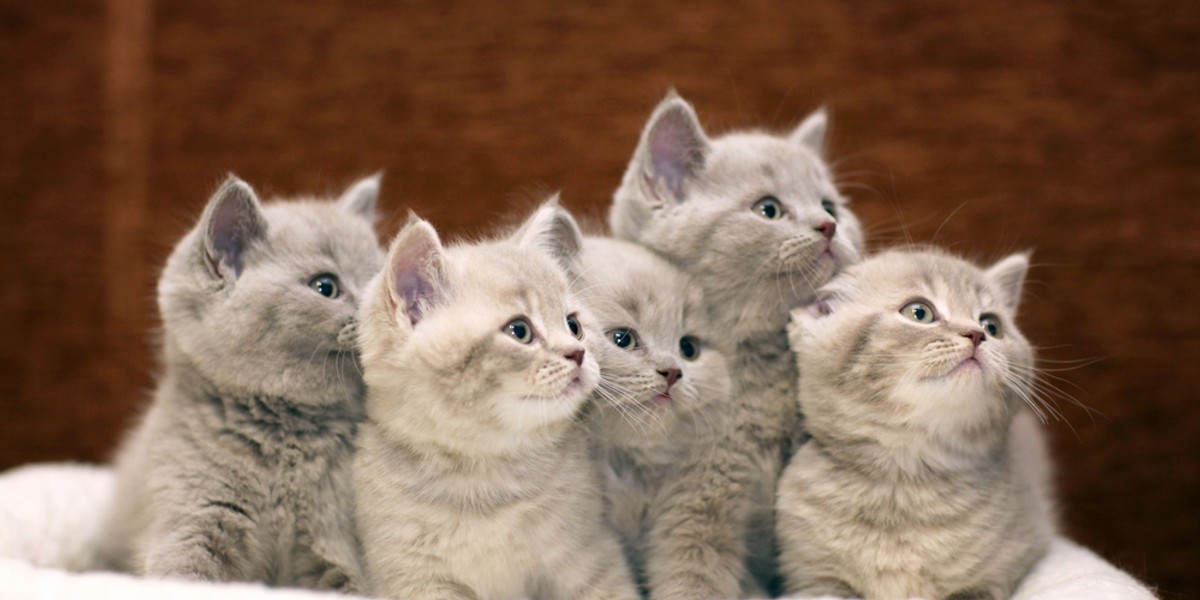 Kot domowy - najpopularniejsze rasy kotów - Dom