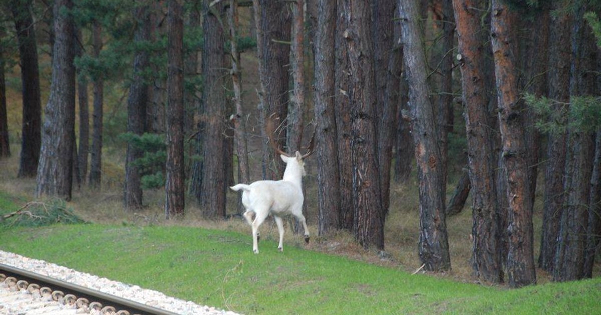 Biały daniel atrakcją spacerowiczów na Helu - Wiadomości