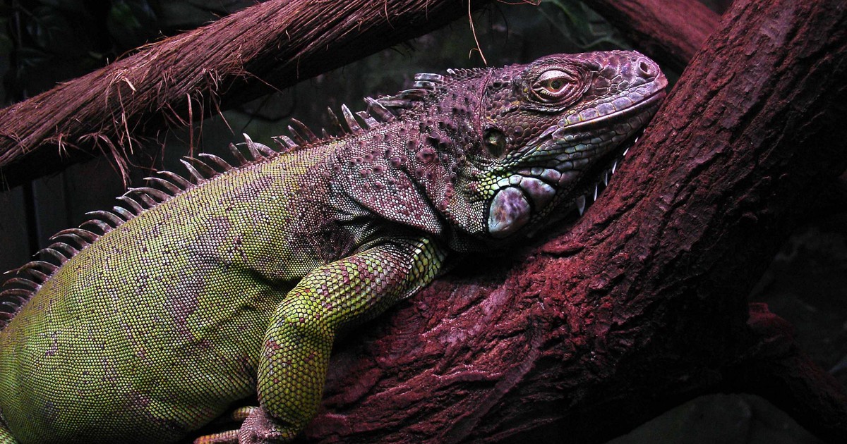 Międzyrzecz Górny: odnalazł się legwan, który zaginął półtora miesiąca ...