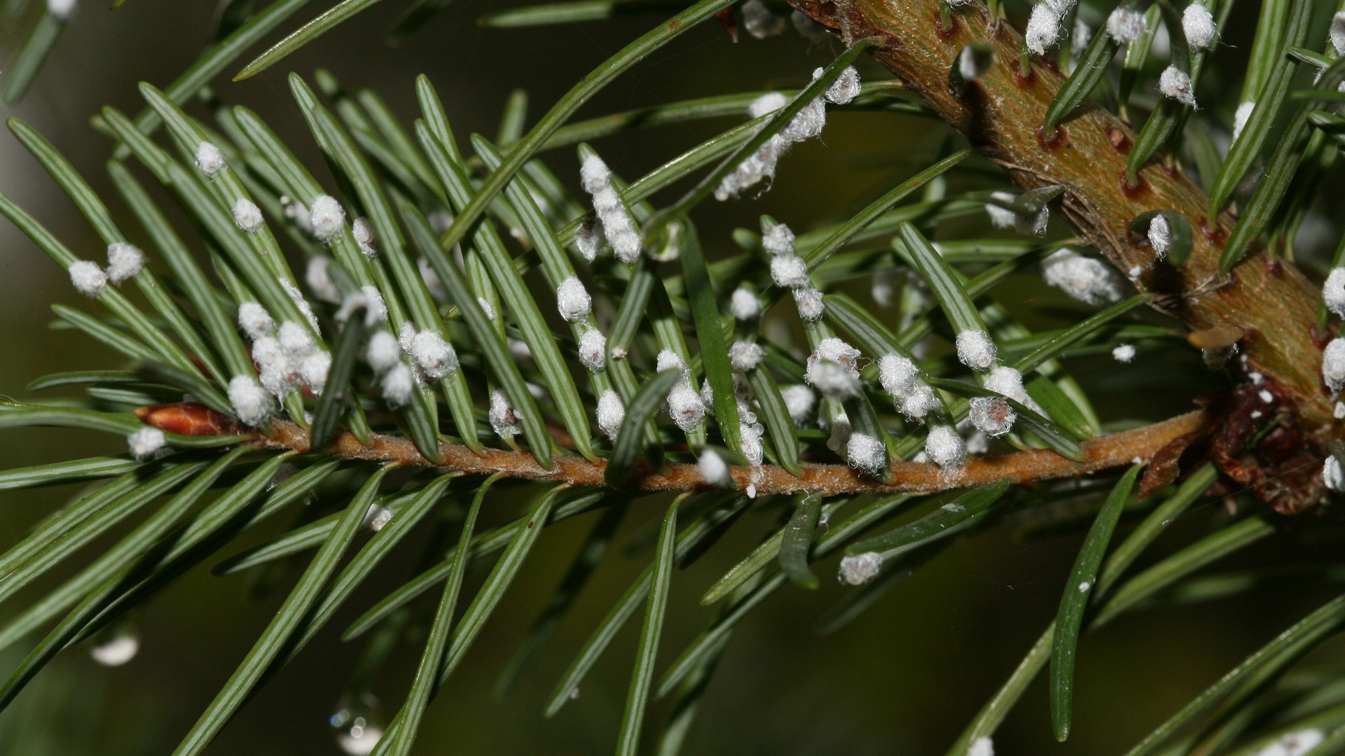 Robaki na choince: jak wybrać najlepsze drzewko na święta? - Noizz