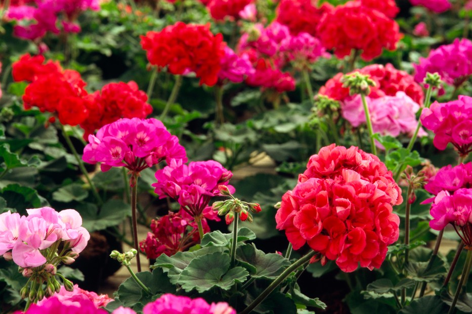 Ezt kell tenned ősszel a muskátliddal, ha azt szeretnéd, hogy jövő ...