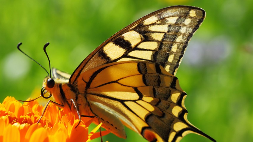 Polskie motyle. Ile ich znasz?