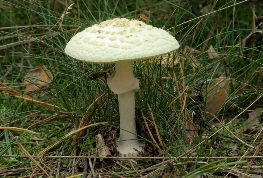 Grzyby trujące, które rosną w Polsce. Są śmiertelnie niebezpieczne ...