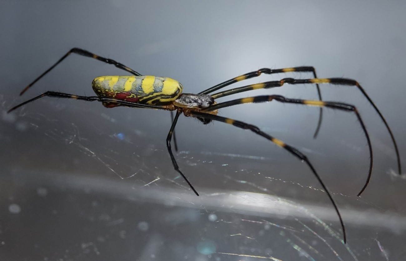 Milioni otrovnih, džinovskih džoro paukova šire se Istočnom obalom ...