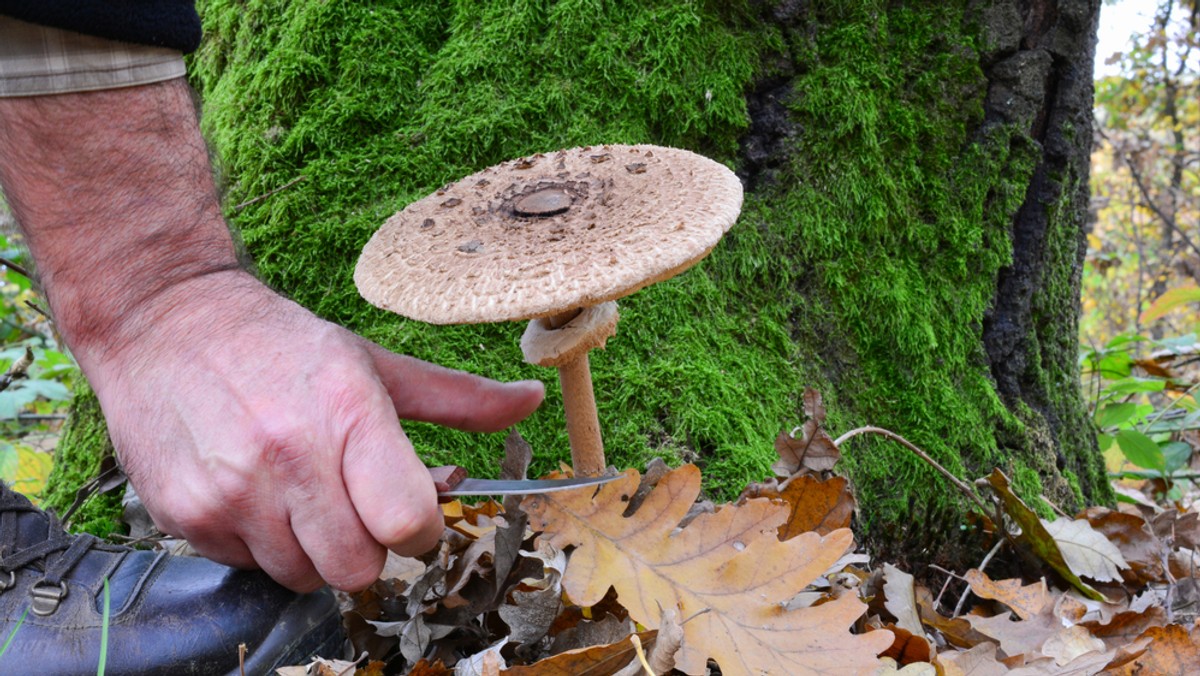 Koszyk pełen kani w kilka minut. Wystarczy pamiętać o kilku zasadach ...