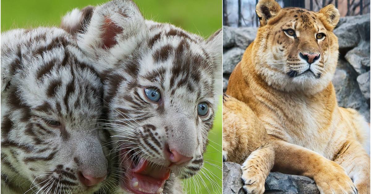 Fehér oroszlán és fehér tigris hibridek születtek - Noizz