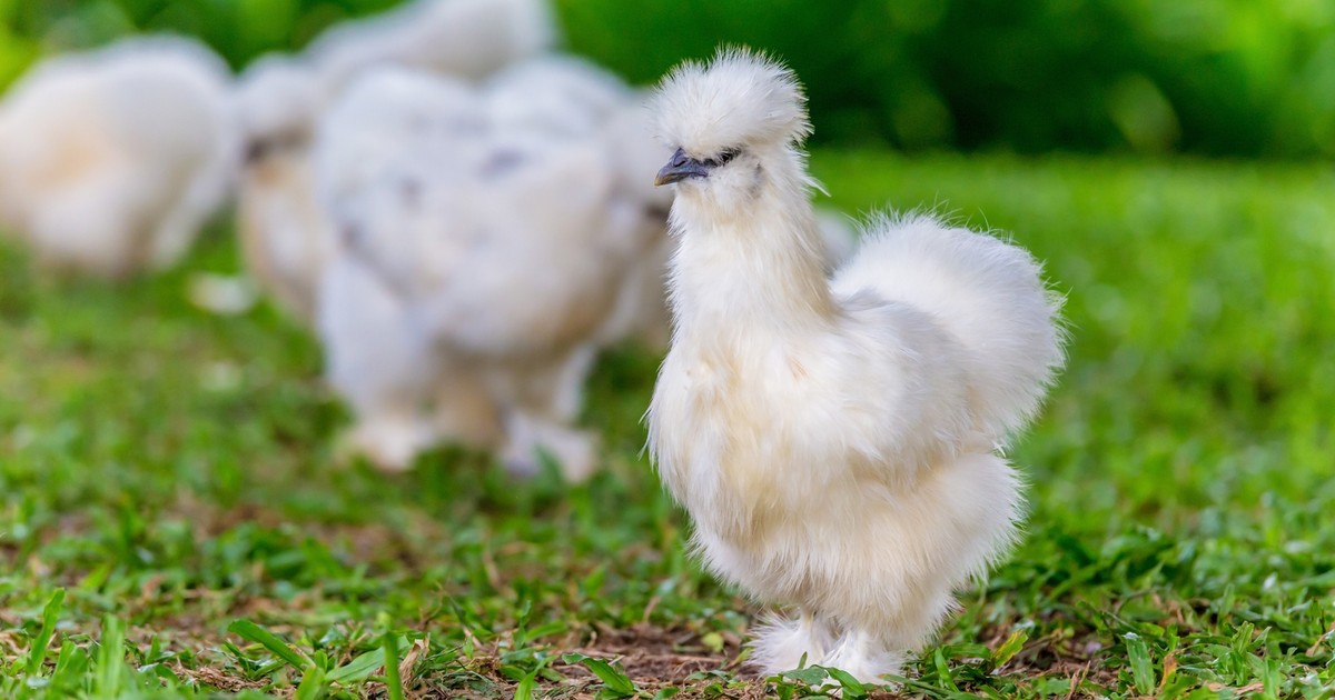 Najpiękniejsze ozdobne rasy kur [ZDJĘCIA] - Zielony Onet