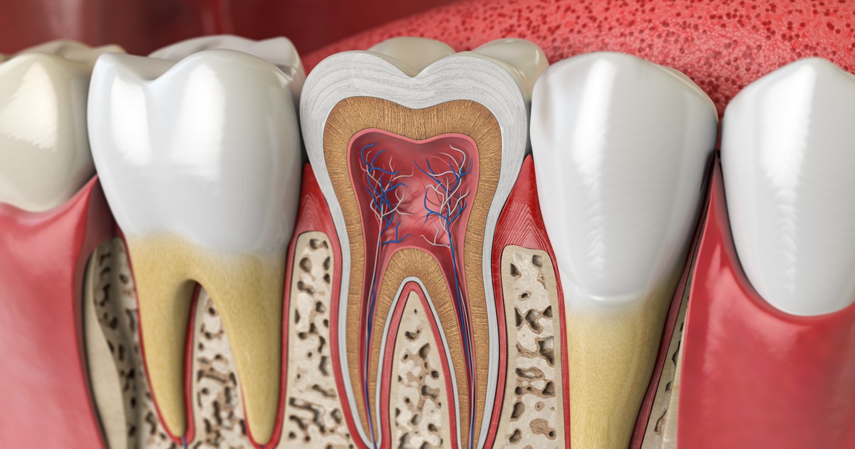 Budowa zęba - jak zbudowany jest ząb? Budowa anatomiczna i histologiczna