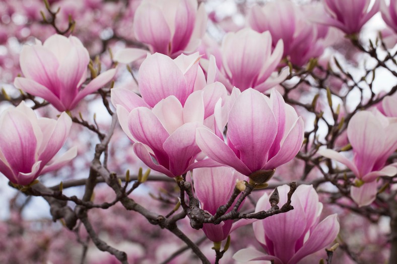 Magnolia w ogrodzie - uprawa, odmiany, pielęgnacja, przycinanie krzewu ...