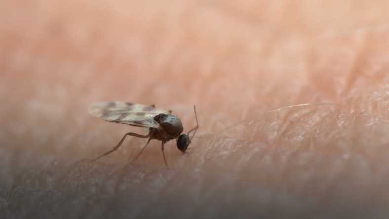 Meszki – domowe sposoby na uciążliwe owady - Zdrowie