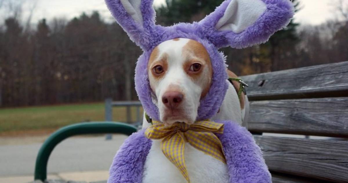 Maymo to pies, który może wyglądać dobrze nawet w przebraniu kwiatka ...