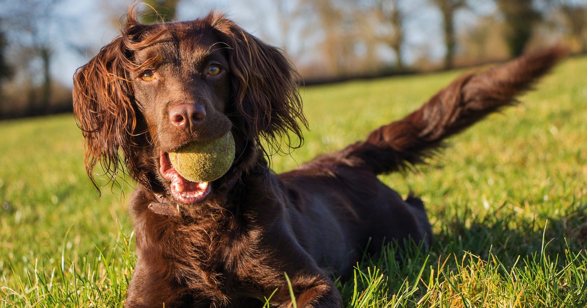 A type of dog food from Sunshine Mills is being recalled over ...