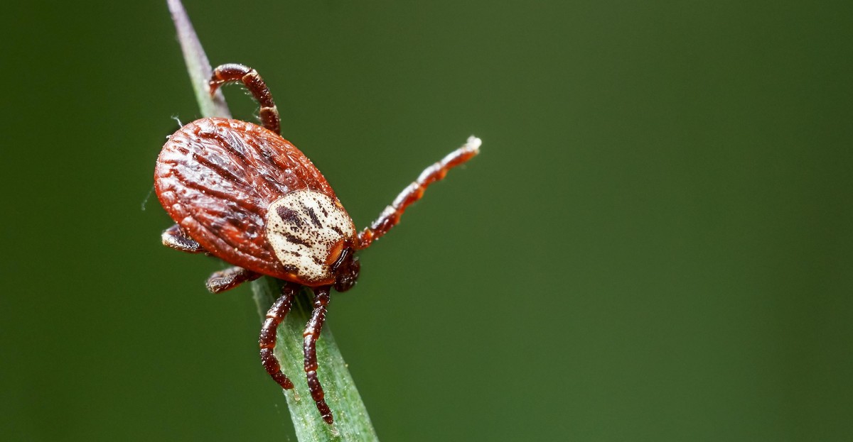 Neuroborelioza - co to takiego?