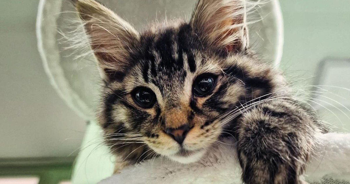 Otvoren prvi mačiji kafić u Srbiji: Oaza spokoja u Beogradu u kojoj ...