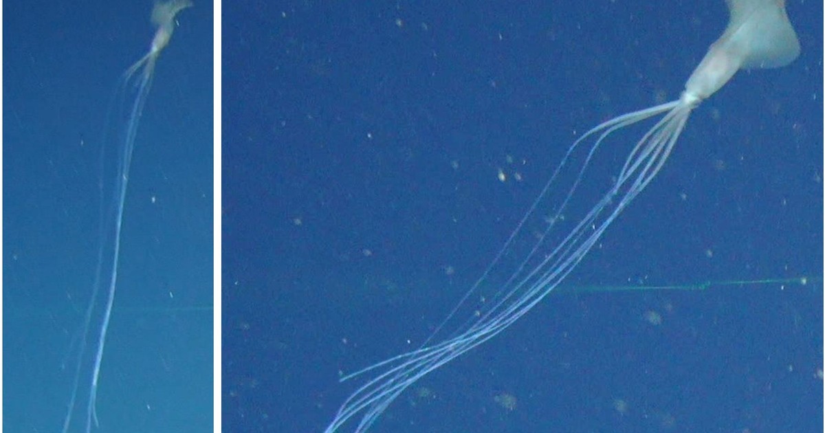 Scientists captured video of a rare squid with tentacles as long as a ...