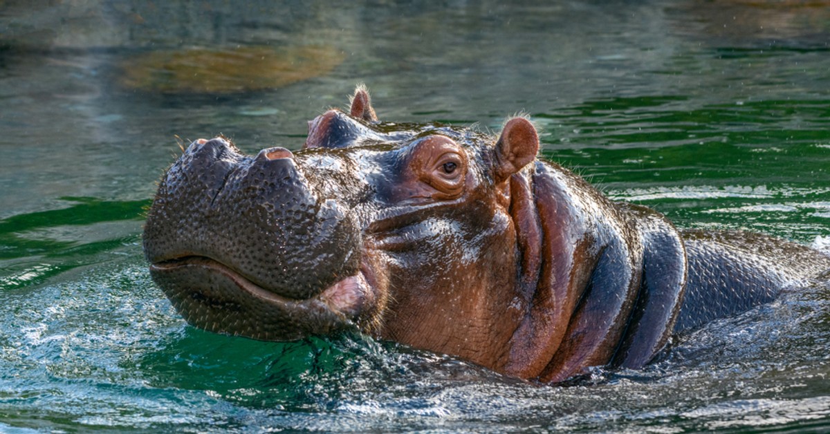 Kolumbia wyśle hipopotamy Pablo Escobara do Indii i Meksyku - Forsal.pl