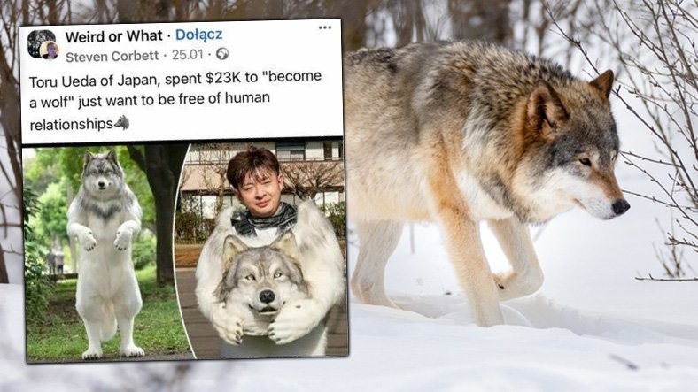 Japończyk zamówił kostium wilka za 100 tys. zł. "Czuję się w nim wolny ...