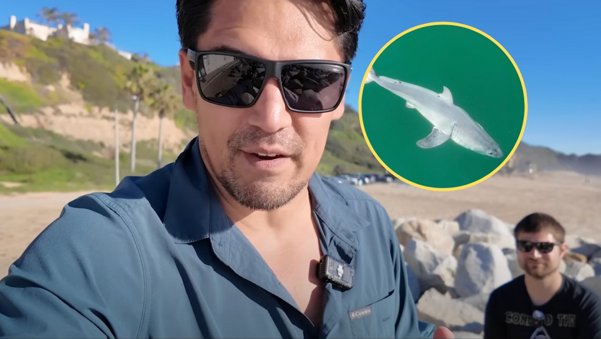 Youtuber zrobił pierwsze na świecie zdjęcie nowo narodzonego rekina ...