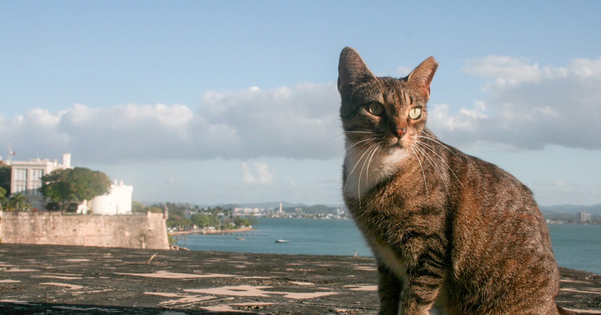 Feral cats have taken over Puerto Rico's Old San Juan. But residents ...