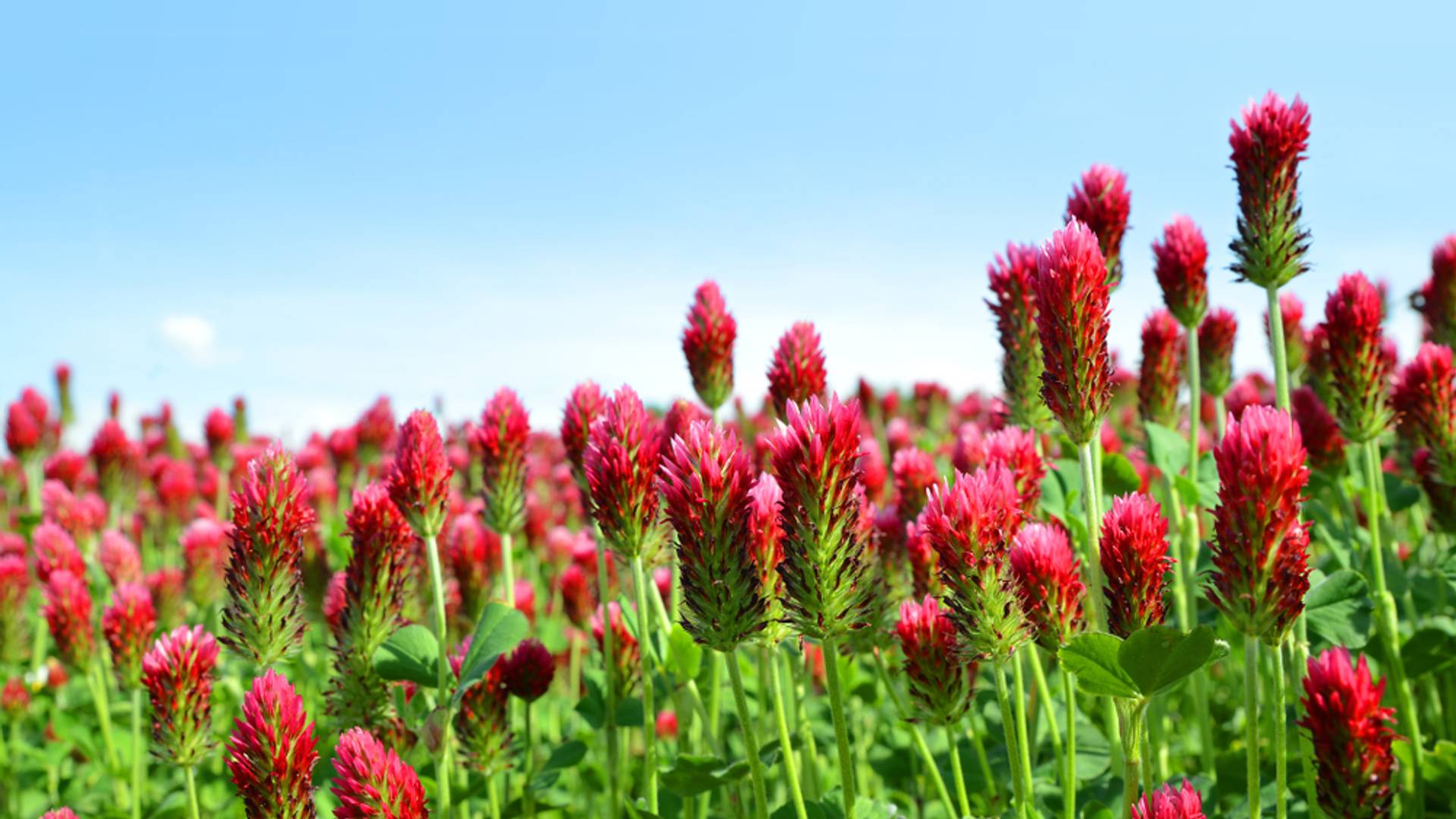 Czerwona koniczyna – roślina o cudownych właściwościach | Ofeminin