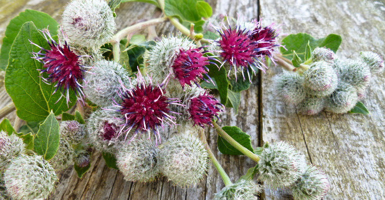 Łopian – właściwości lecznicze, zastosowanie w kosmetyce