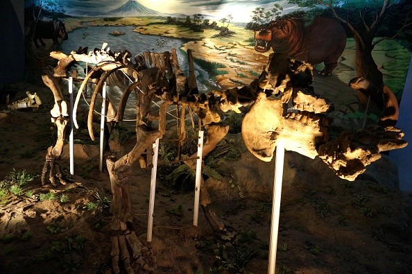 Sangiran – stanowisko antropologiczne praczłowieka – historia - Podróże