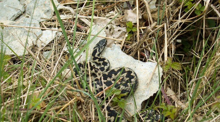 Magyar férfit mart meg egy keresztes vipera Ausztriában - Blikk