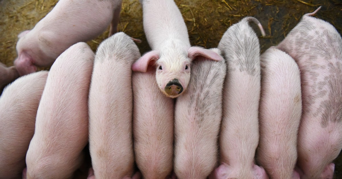 The FDA has approved the first genetically modified pig for people with ...