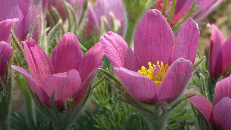 Sasanka - co to za roślina? Pielęgnacja, uprawa z sadzonek i nasion - Dom