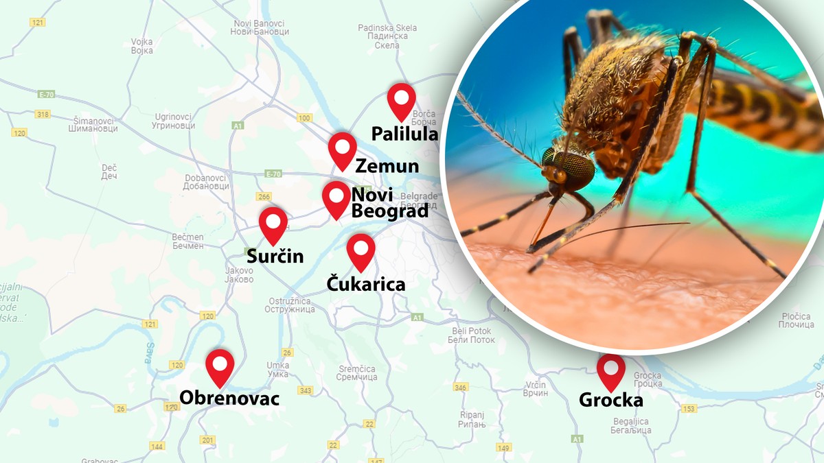 (Mapa) Na ovim lokacijama u Beogradu ima najviše komaraca, a pakao nam ...