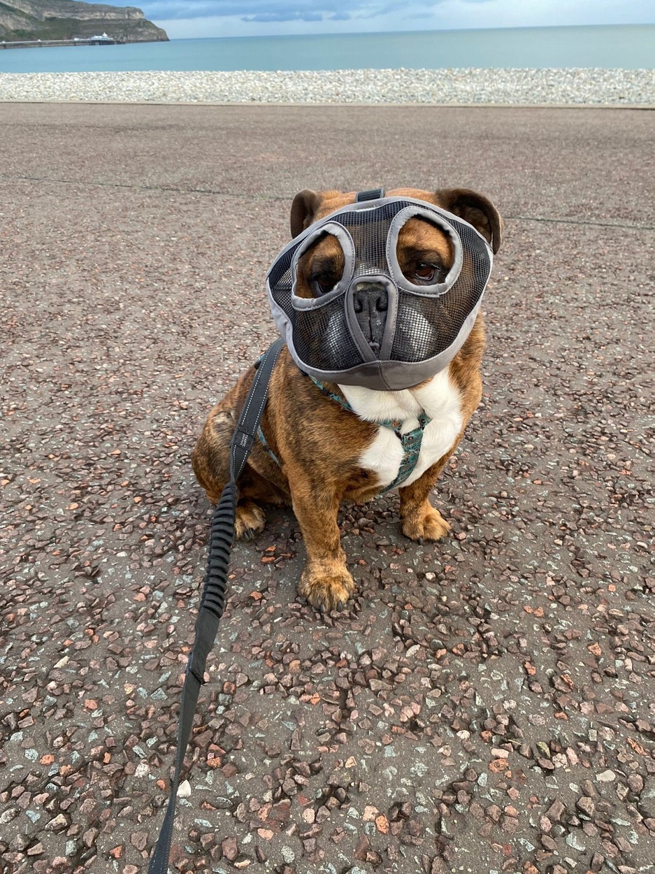 Hannibal Lecter maszkot kell viselnie egy bulldognak – fotók - Blikk