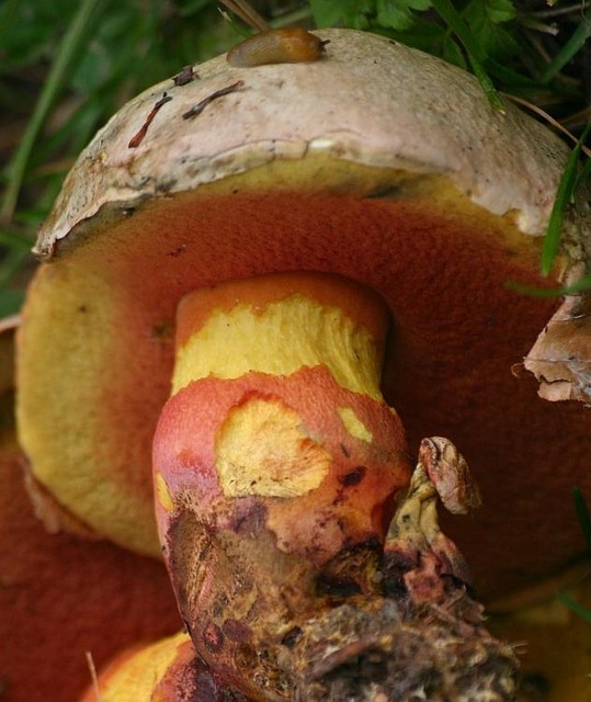 Jak odróżnić szatana od grzyba jadalnego? Objawy zatrucia borowikiem ...