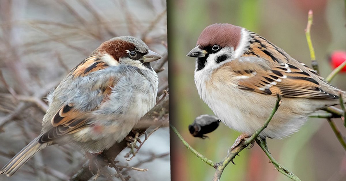 Wróbel czy mazurek? Te zwierzęta wielu ludziom się mylą [QUIZ] - Informacje