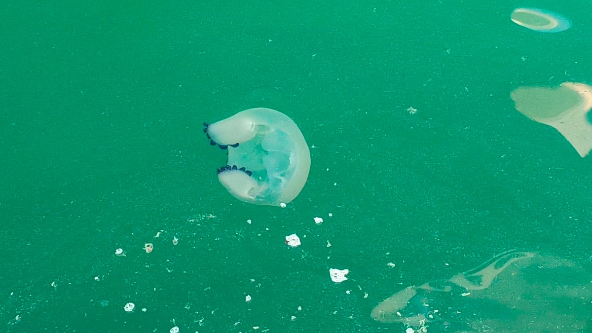 Plutaju po površini zbog toplote vode: Ogromne meduze opet snimljene u ...