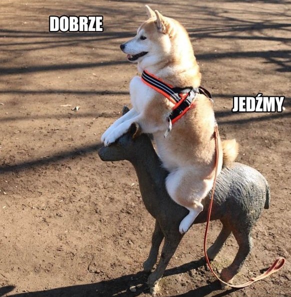 Słynny "pieseł" nie żyje. Wspominamy memy z "piesełem" w roli głównej ...