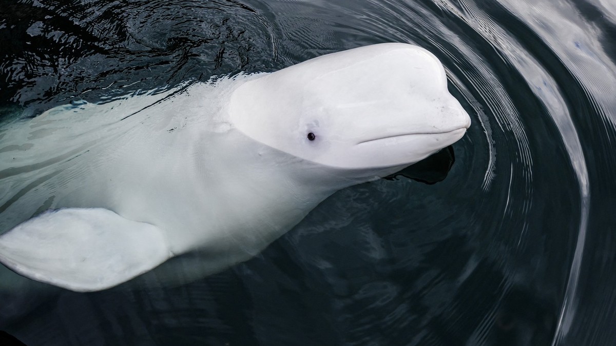 Kit beluga Hvladimir ubijen iz vatrenog oružja u Norveškoj, aktivisti ...