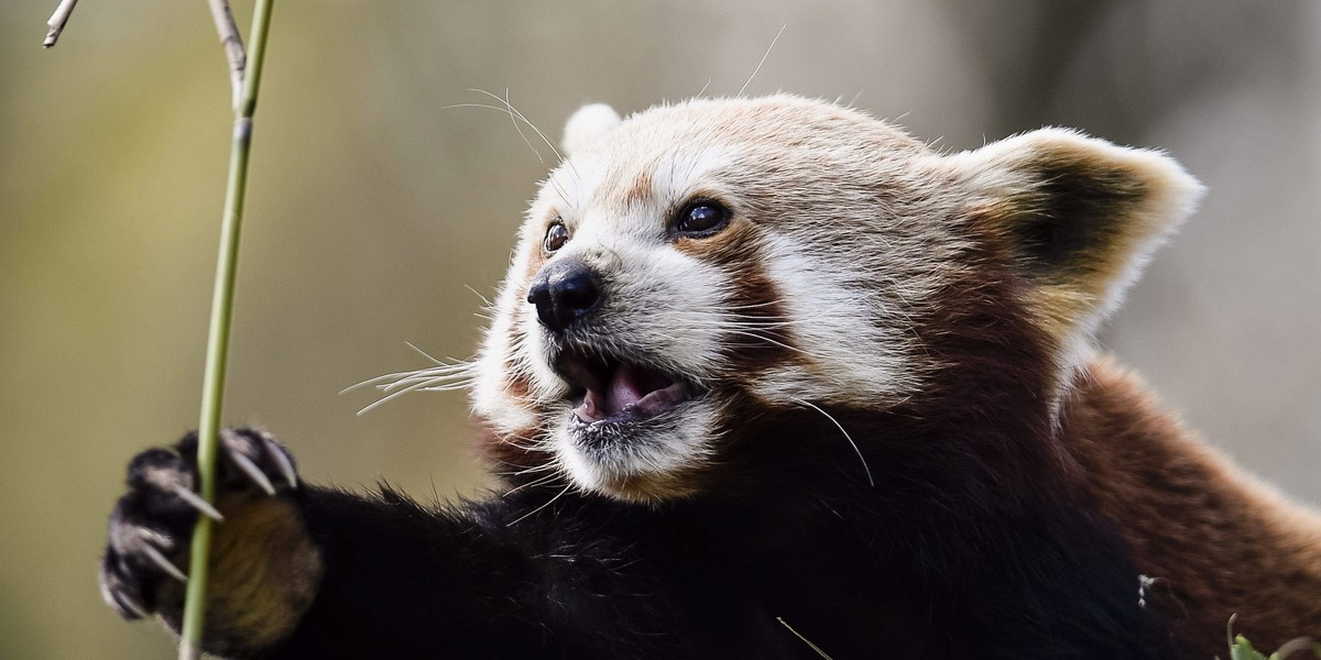 Irlandia: panda ruda uciekła z ZOO w Belfaście - Wiadomości