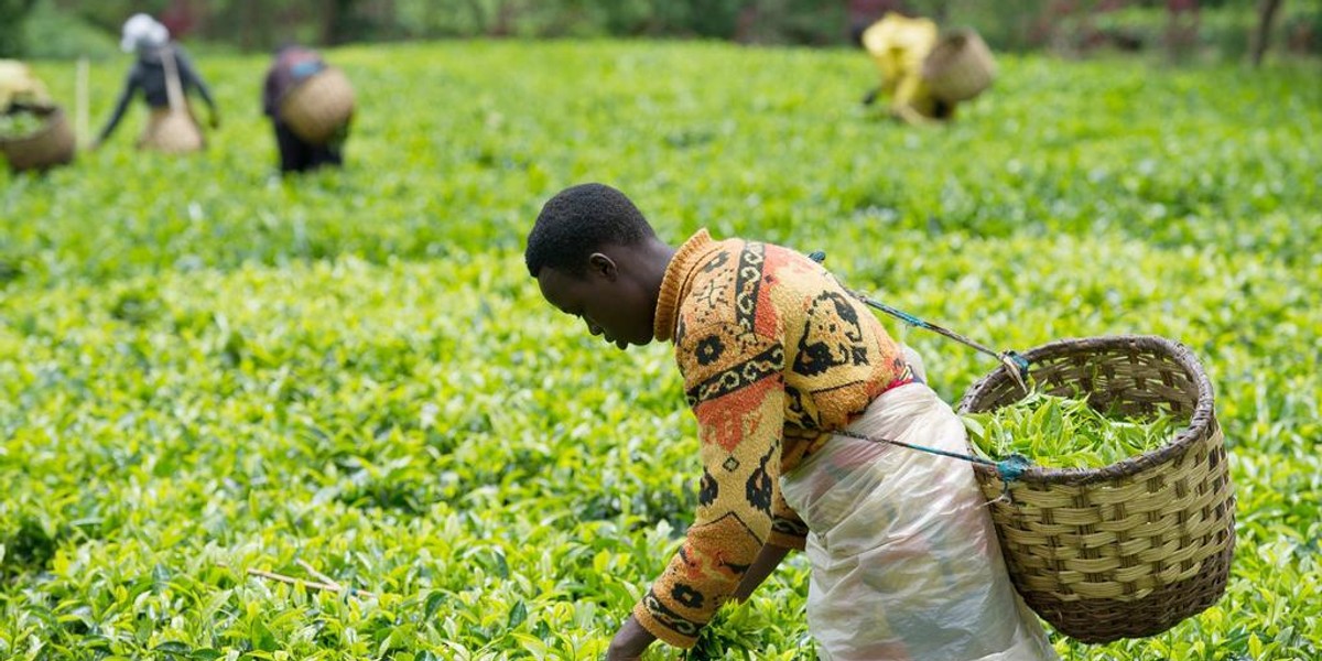 Climate change threatens Africa’s largest tea production country ...