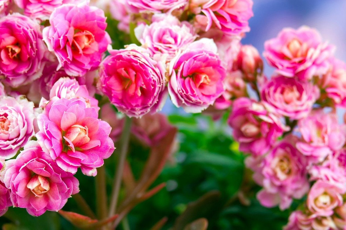 Najbolje sobne biljke koje cvetaju u jesen - Žena.rs