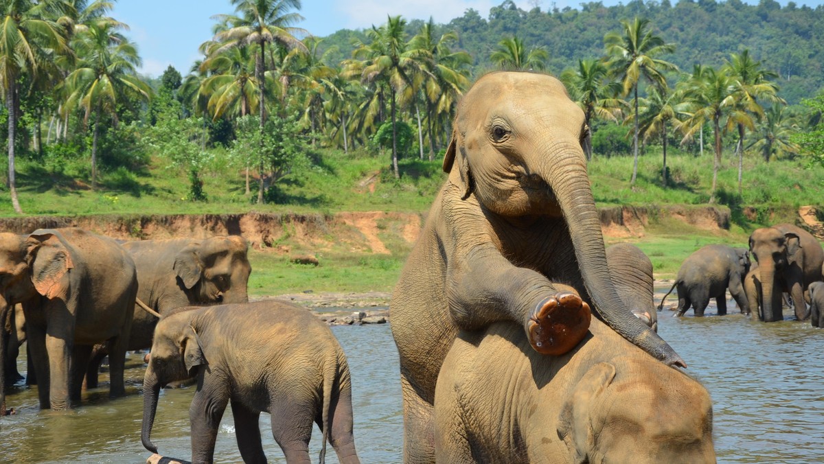 Kupa słonia w prezencie dla... byłego prezydenta - Podróże